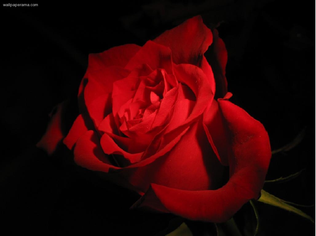 Wallpapers De Rosas Rojas Imagui